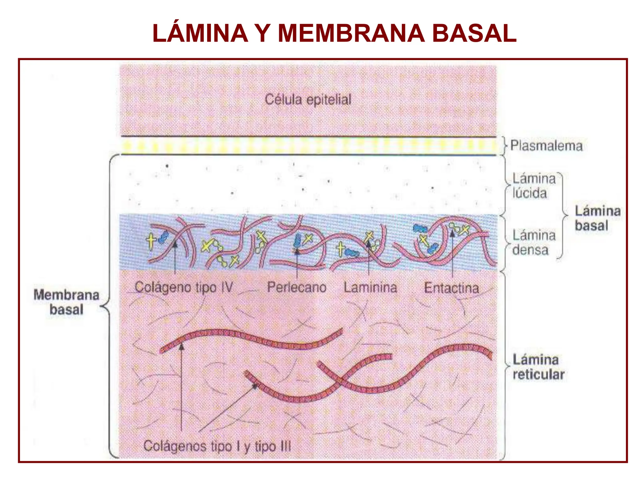 laminario con imágenes de embriología.pptx