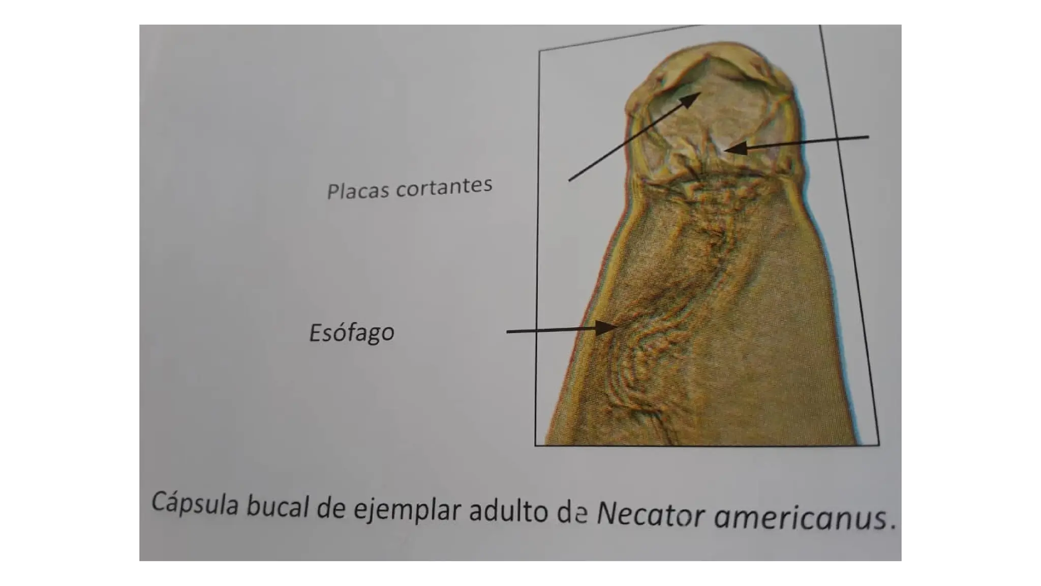 laminario-parasitologia (1)_025301.pptxjjjjjjjjjjjj | PPT
