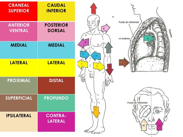 Anatomía Topográfica. Tema 1, 2ª parte