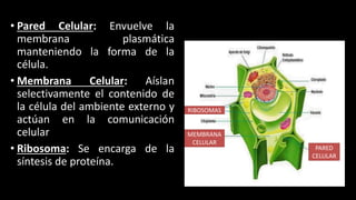 LA CÈLULA Y SUS ORGANELOS MÀS LIQUIDOS Y ELECTROLITOS CORPORALES | PPTX