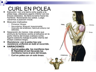 Laminas brazos | PPT
