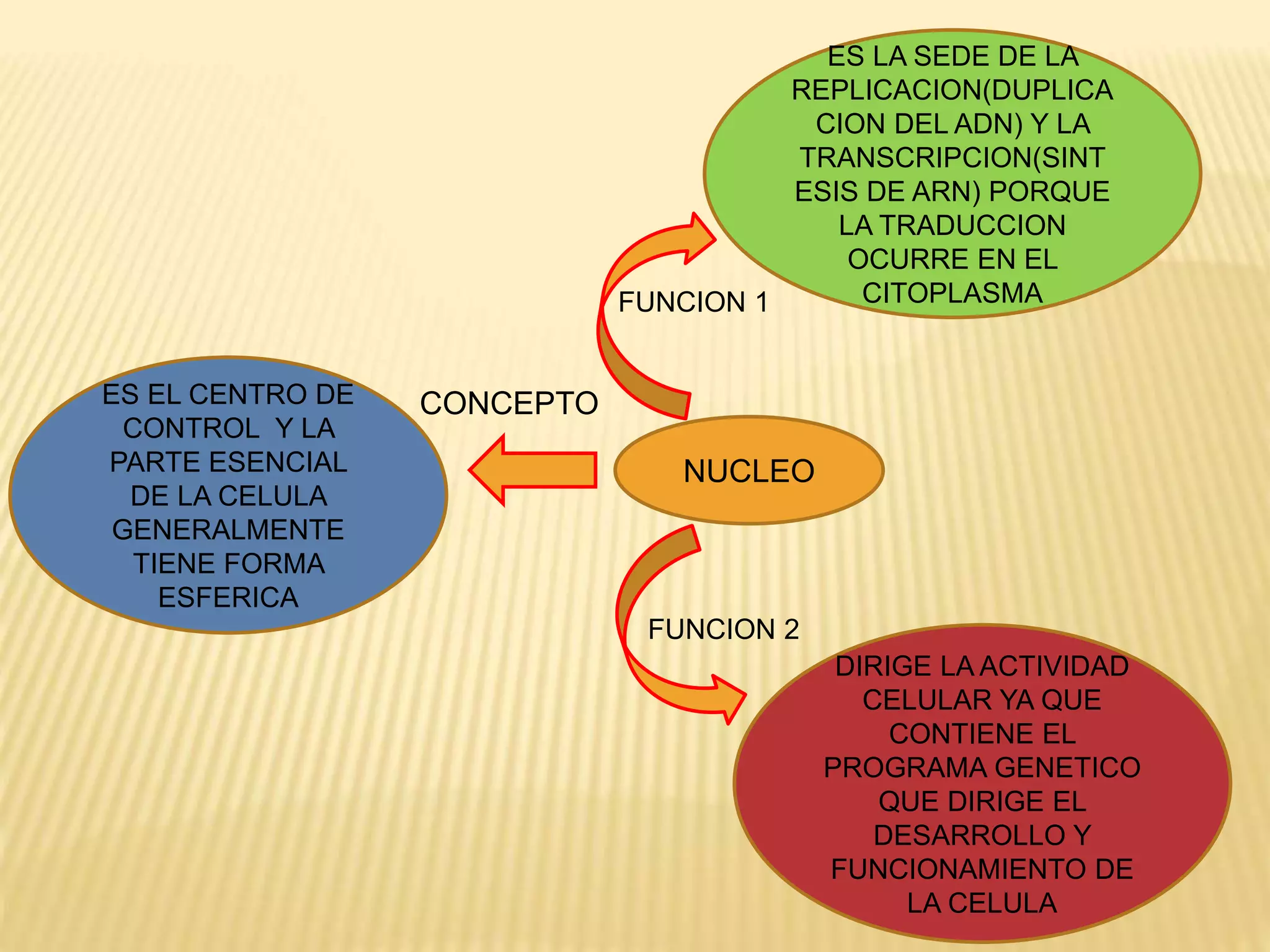 Laminas celula morfologia unerg modificado | PPT