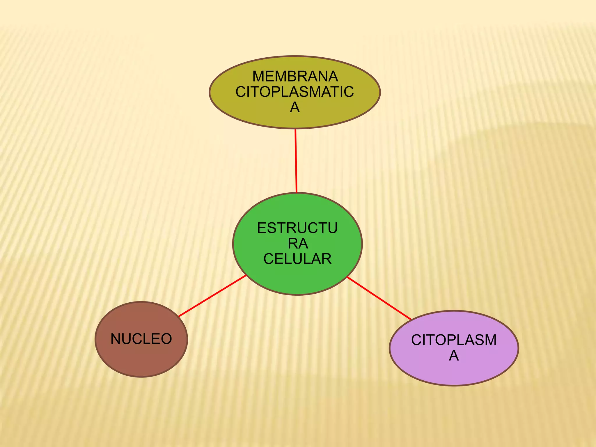 Laminas celula morfologia unerg modificado | PPT