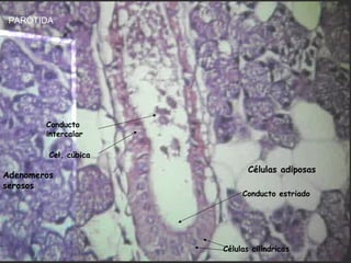 Laminas de histologia - morfofisiologia II (examen final ractico) | PPT