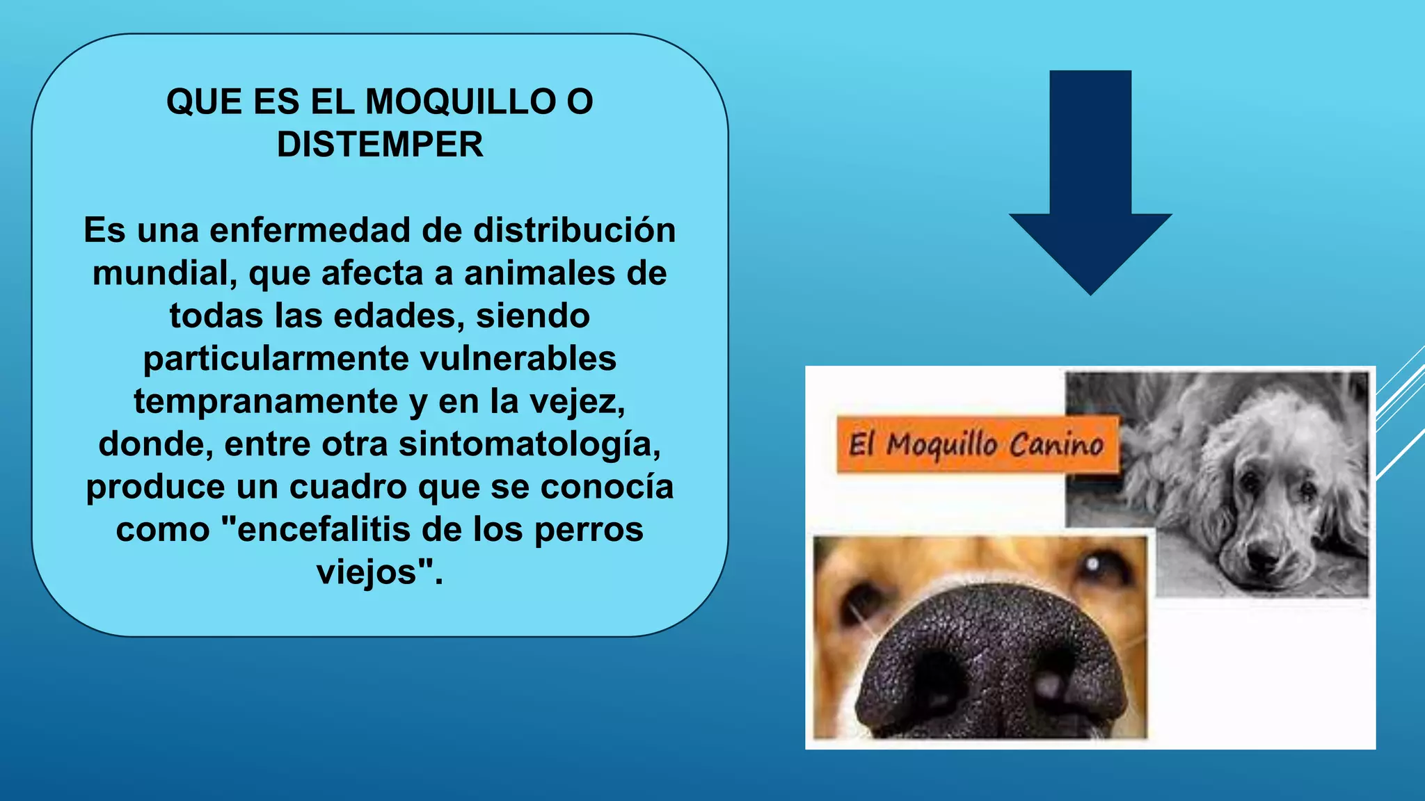 Laminas del moquillo canino | PPT