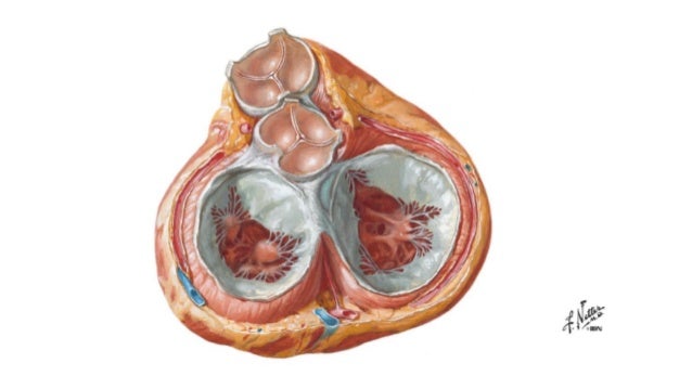 Laminas de la anatomia del corazón- Netter