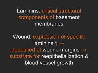 Laminin 5: roles & utility in wound healing | PPTX
