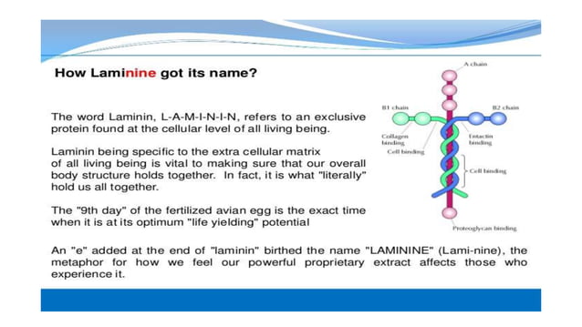 Laminina de la LPGN | PPTX