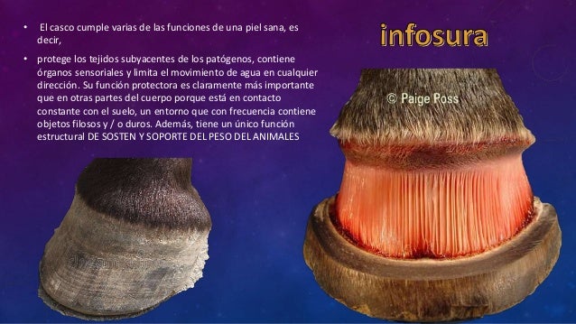 enfermedad de la Laminitis equina