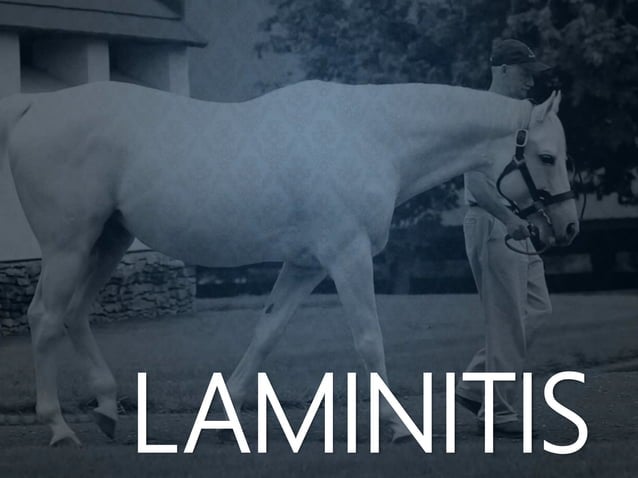 Laminitis IN EQUINES | PPTX | Foot Health | Diseases and Conditions