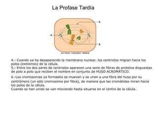 La mitosis | PDF