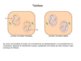 La mitosis | PDF
