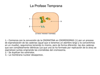 La mitosis | PDF