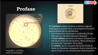 La mitosis | PPTX
