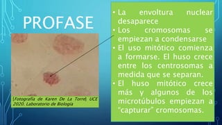 Mitosis y sus fases | PPTX