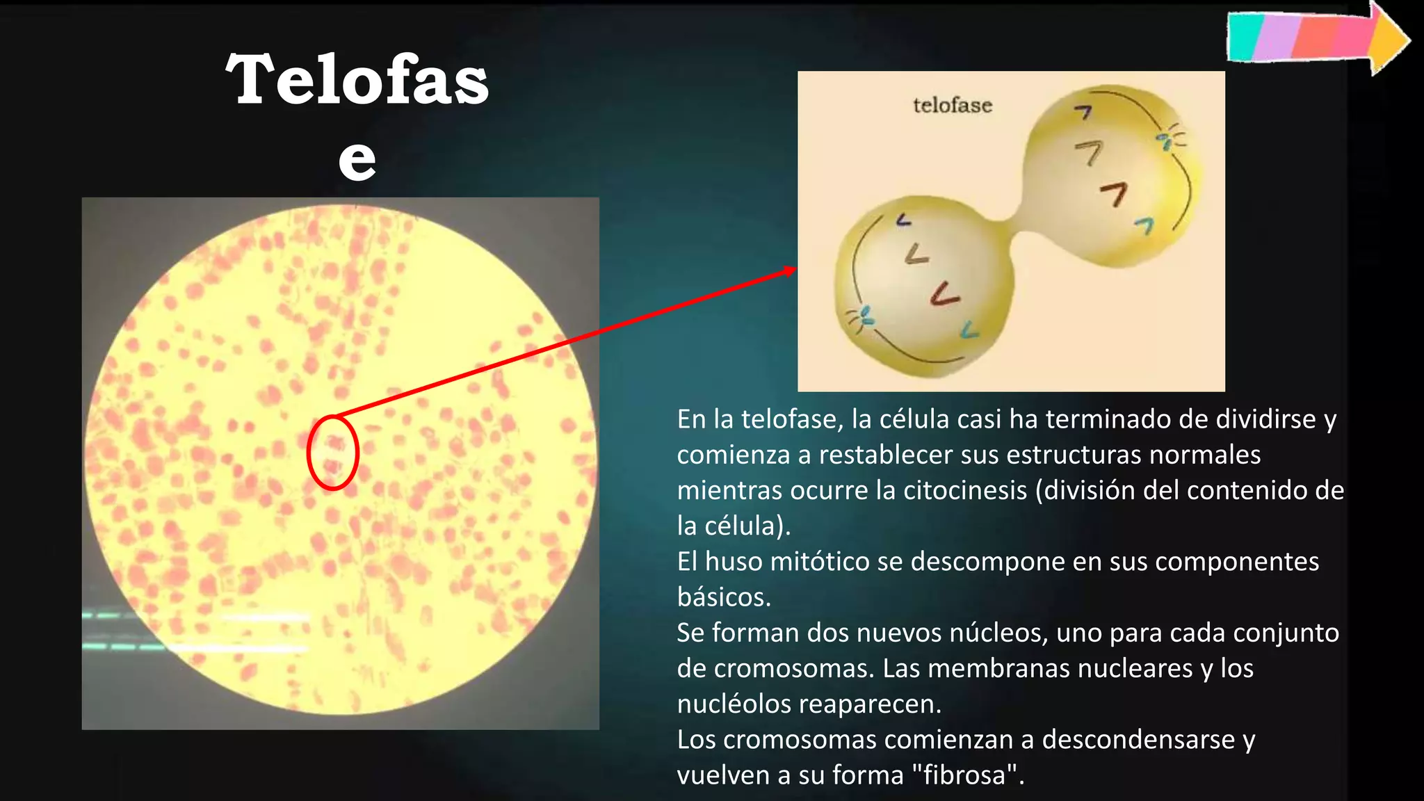 Las fases de la mitosis interactvo | PPTX