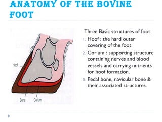 Lamness in cattle | PPT