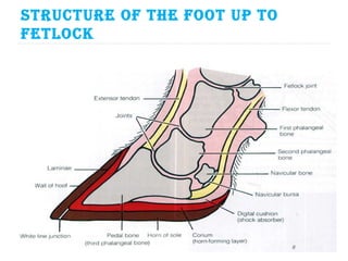 Lamness in cattle | PPT