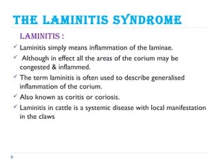 Lamness in cattle | PPT
