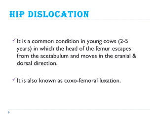 Lamness in cattle | PPT
