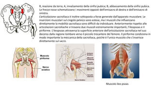 La mobilità del bacino e della sacro iliaca | PDF