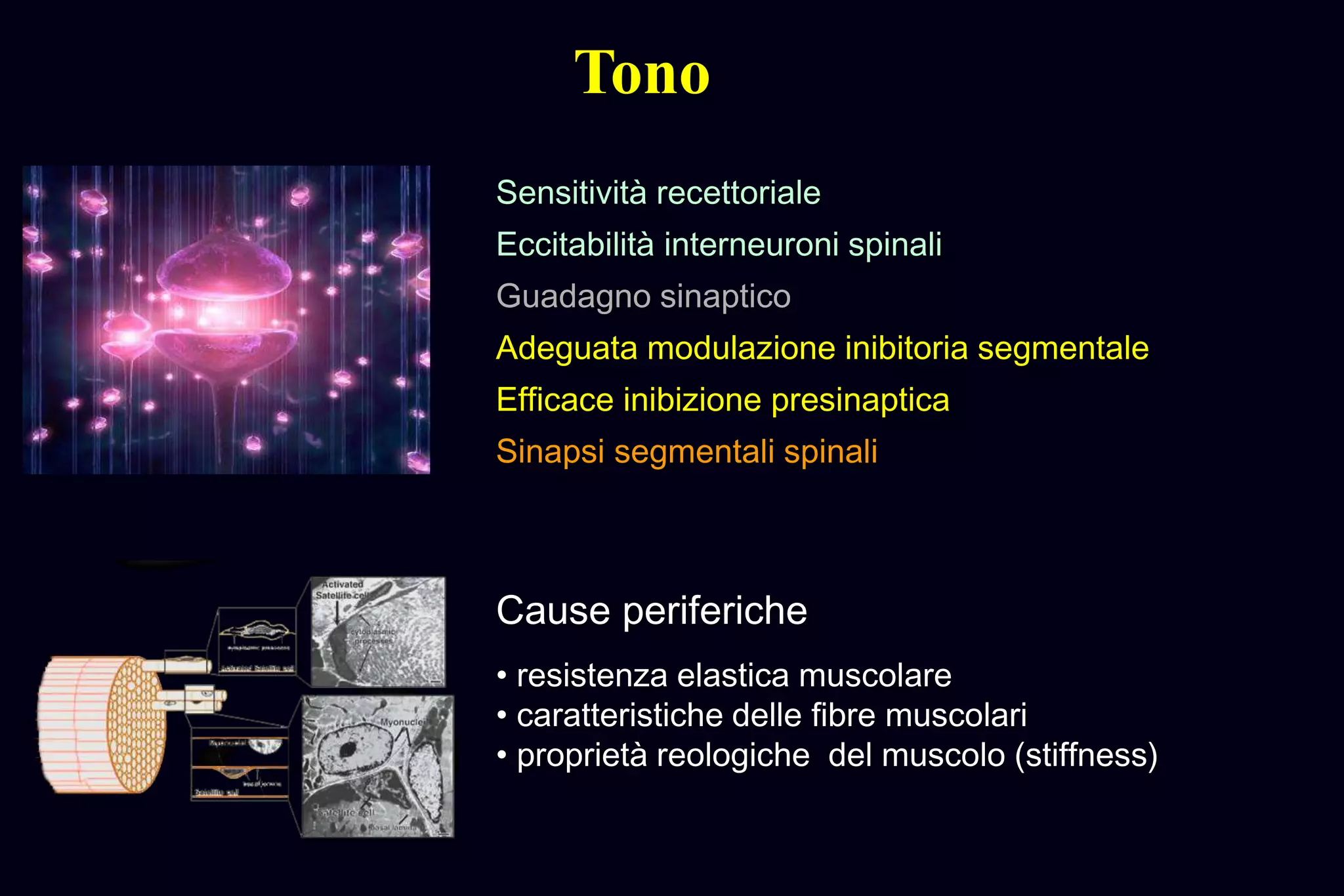 La modulazione del tono muscolare | PPTX