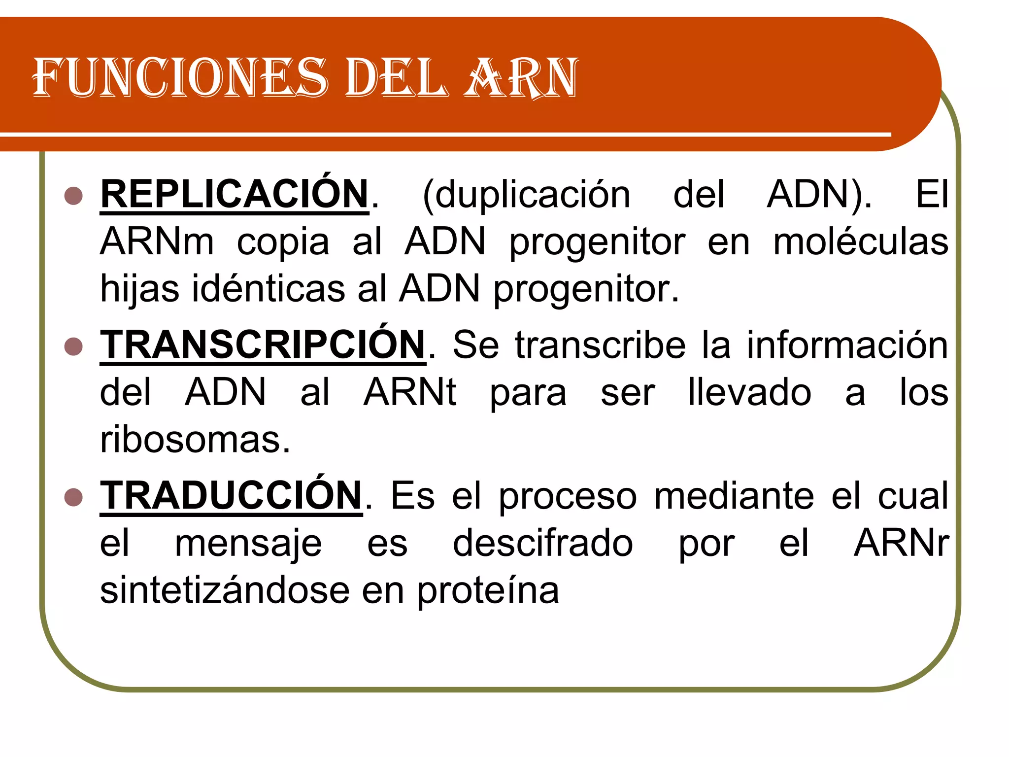ARN, estructura, funciones, transcripción. | PPTX