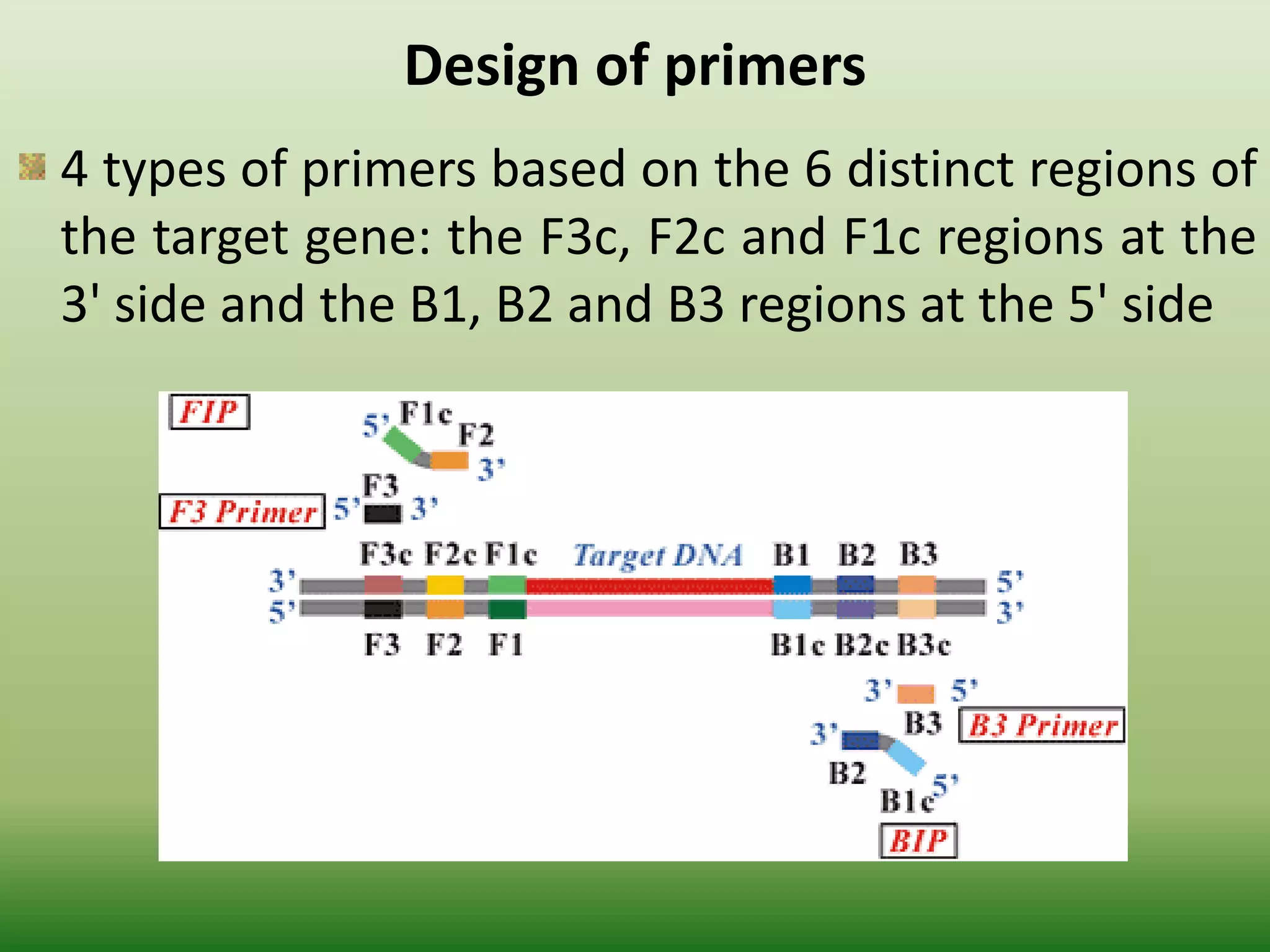 LAMP (Loop Mediated Isothermal Amplification) | PPTX