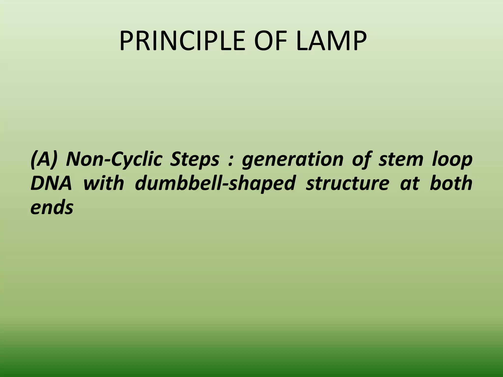 LAMP (Loop Mediated Isothermal Amplification) | PPTX