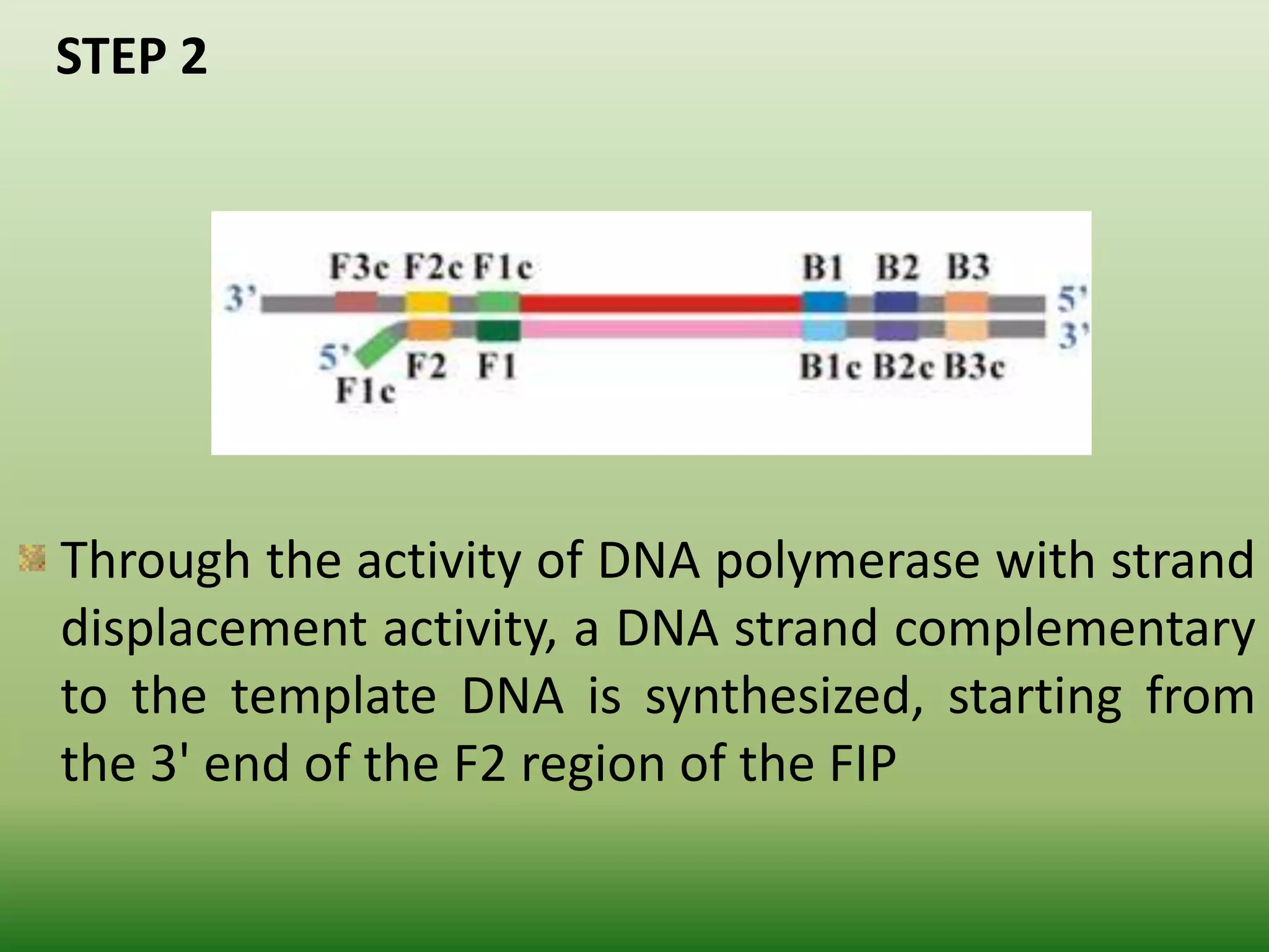 LAMP (Loop Mediated Isothermal Amplification) | PPTX