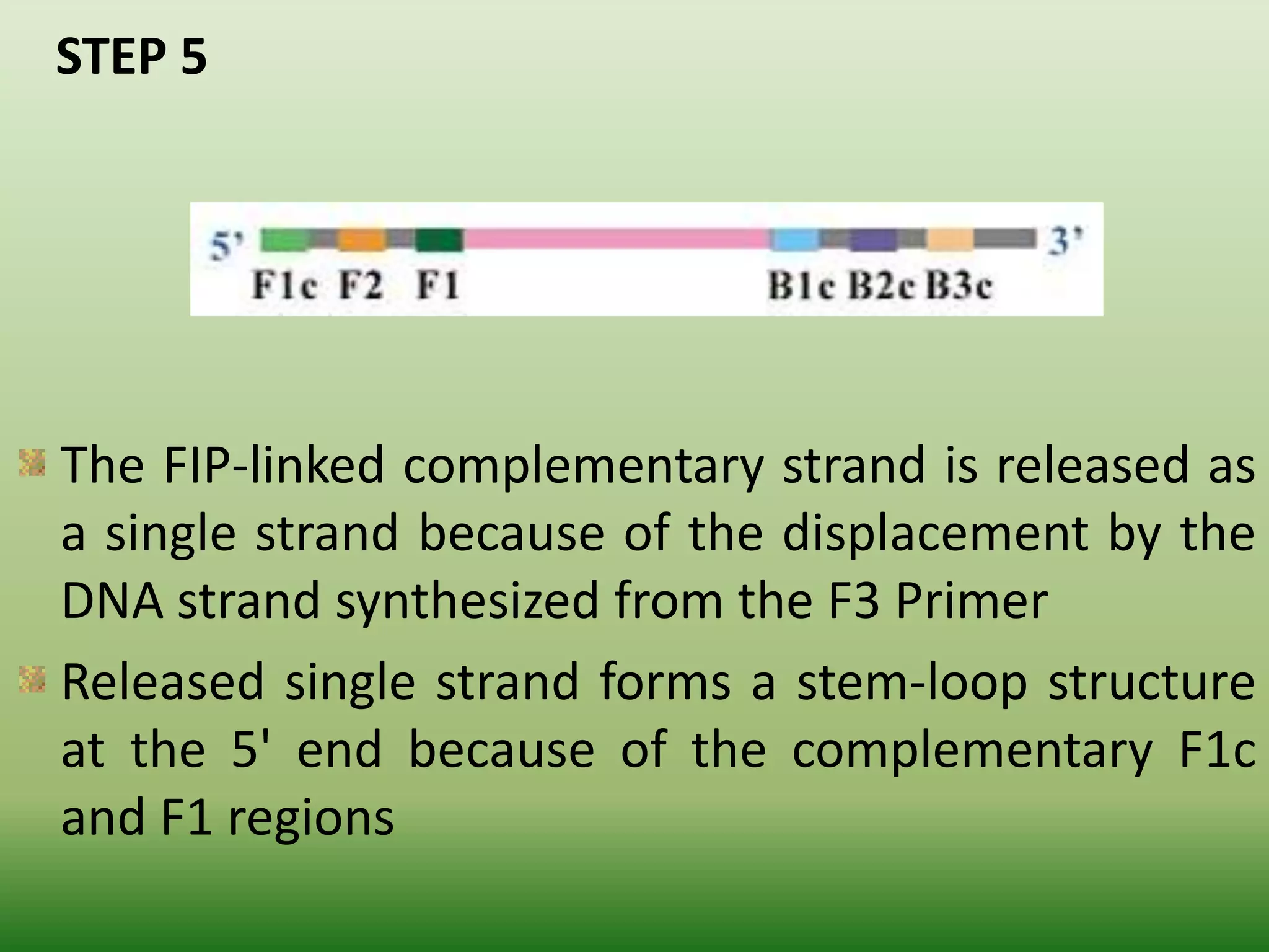 LAMP (Loop Mediated Isothermal Amplification) | PPTX