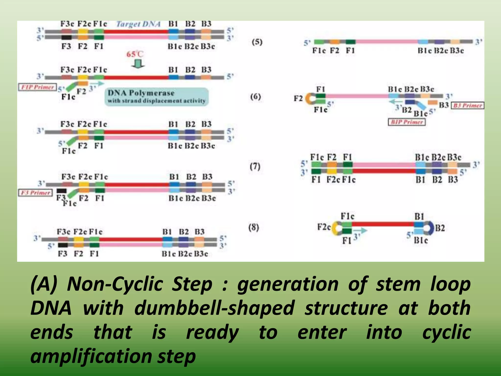 LAMP (Loop Mediated Isothermal Amplification) | PPTX