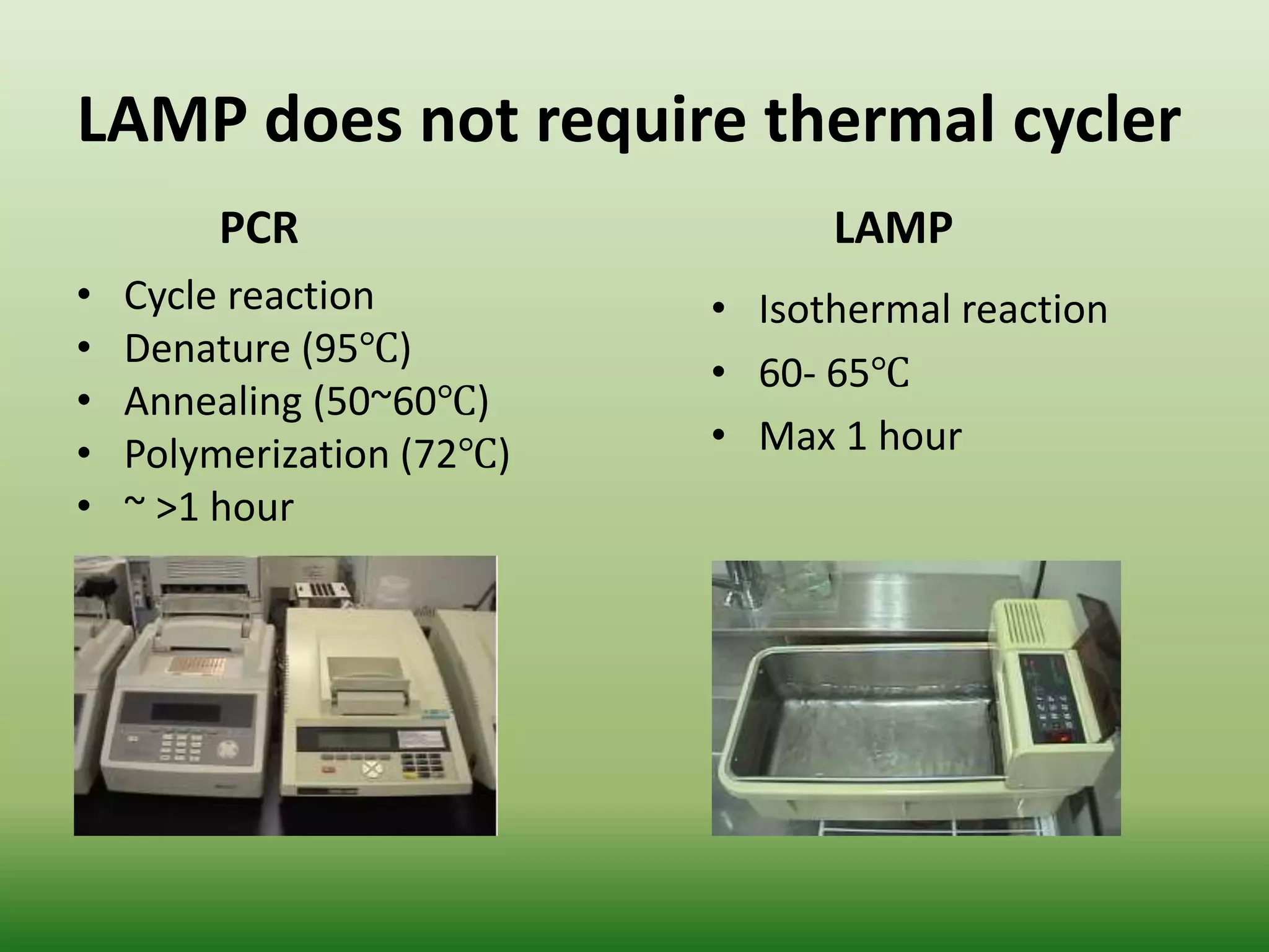 LAMP (Loop Mediated Isothermal Amplification) | PPTX