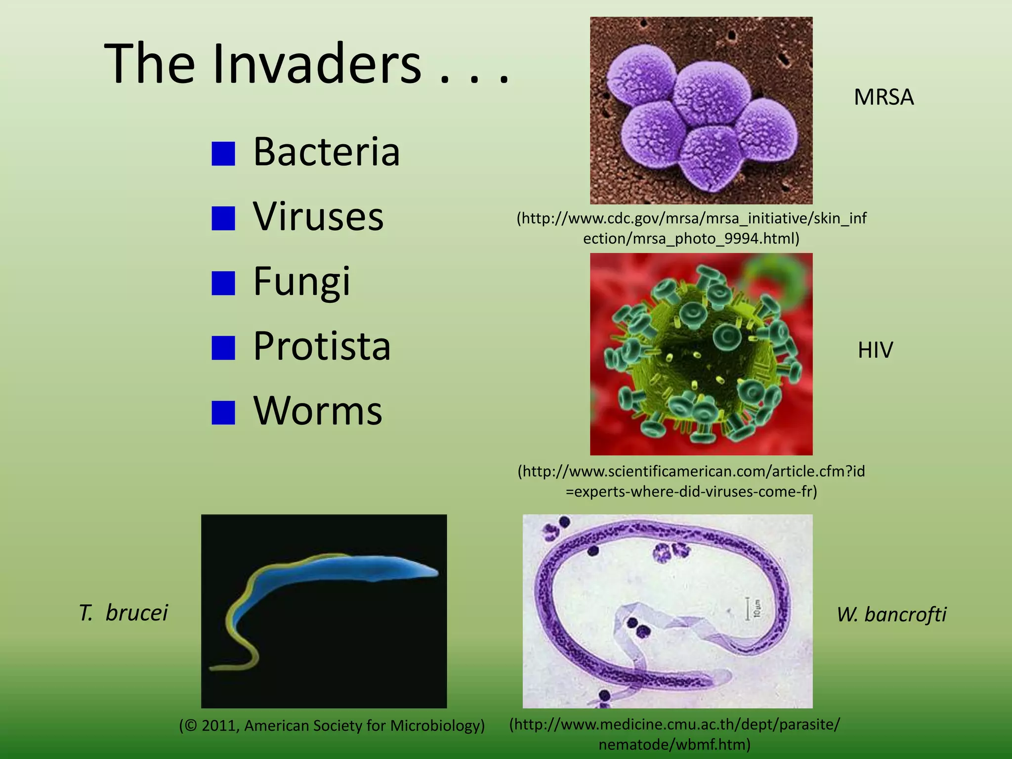 LAMP (Loop Mediated Isothermal Amplification) | PPTX