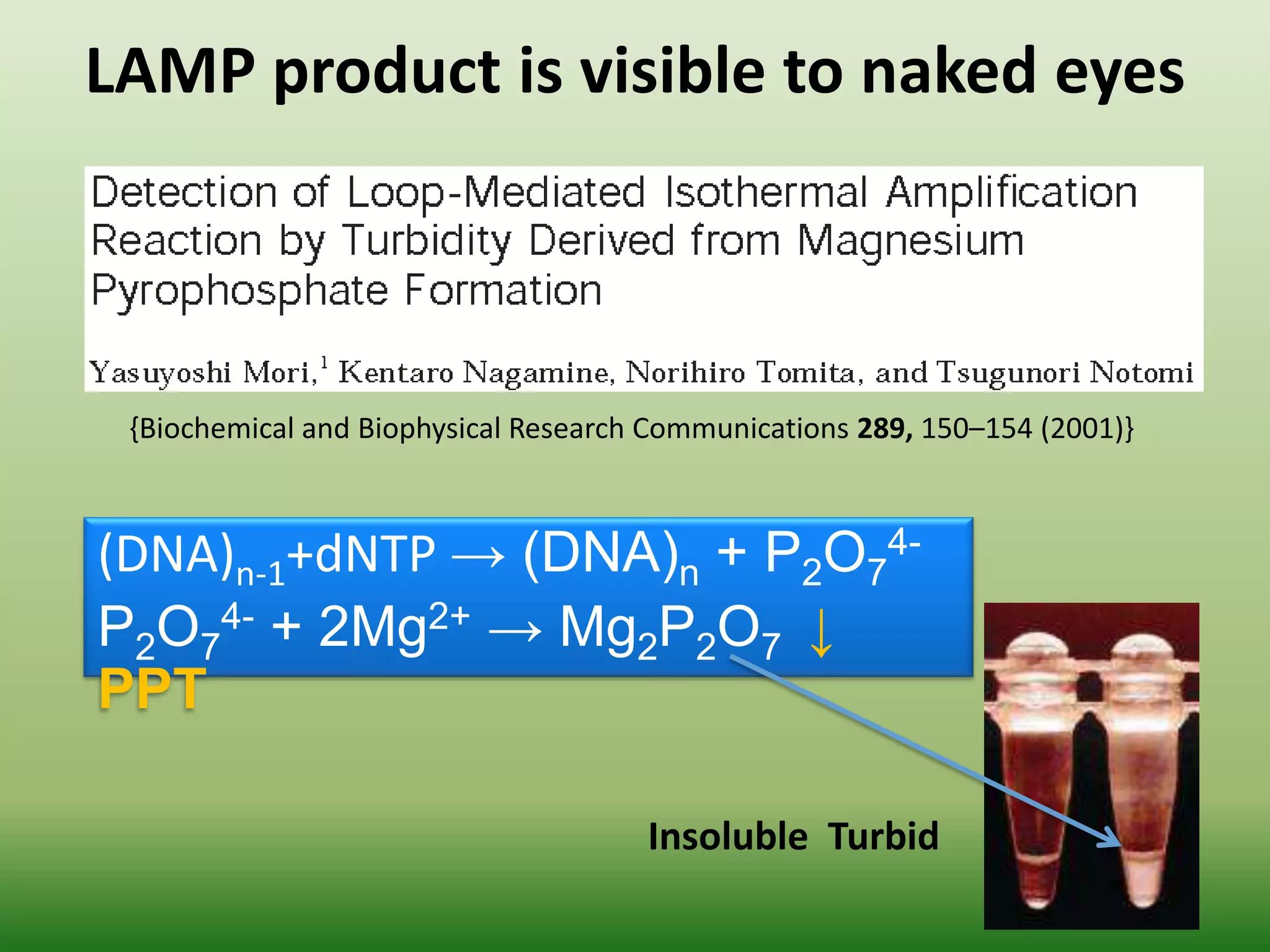 LAMP (Loop Mediated Isothermal Amplification) | PPTX