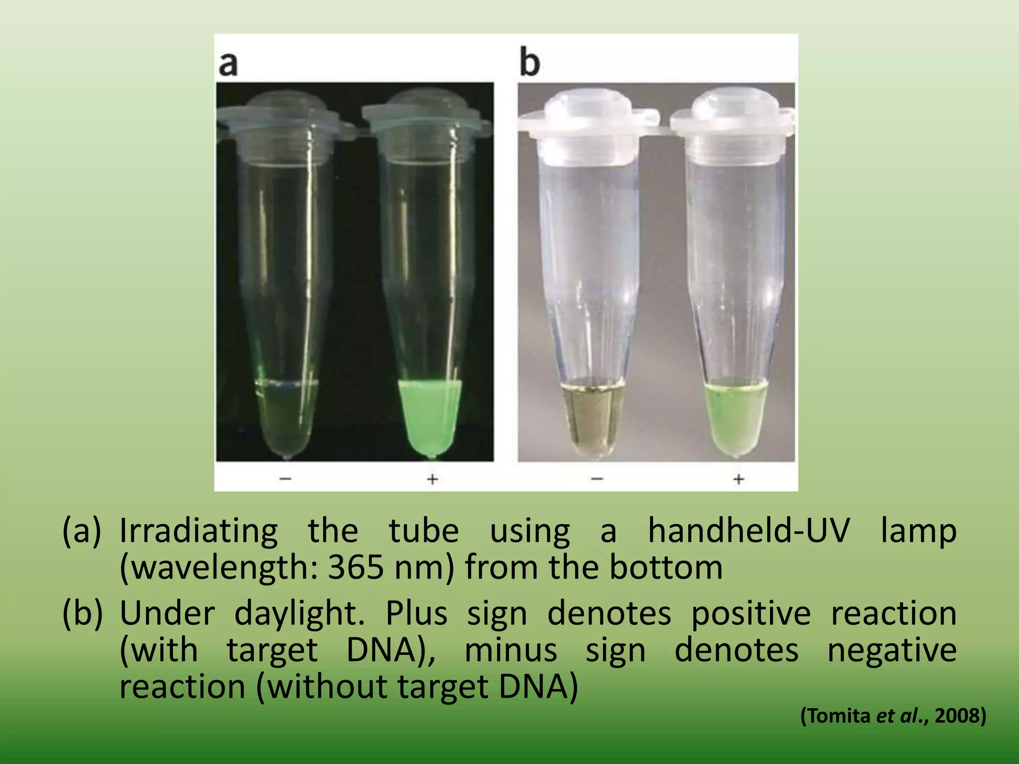 LAMP (Loop Mediated Isothermal Amplification) | PPTX