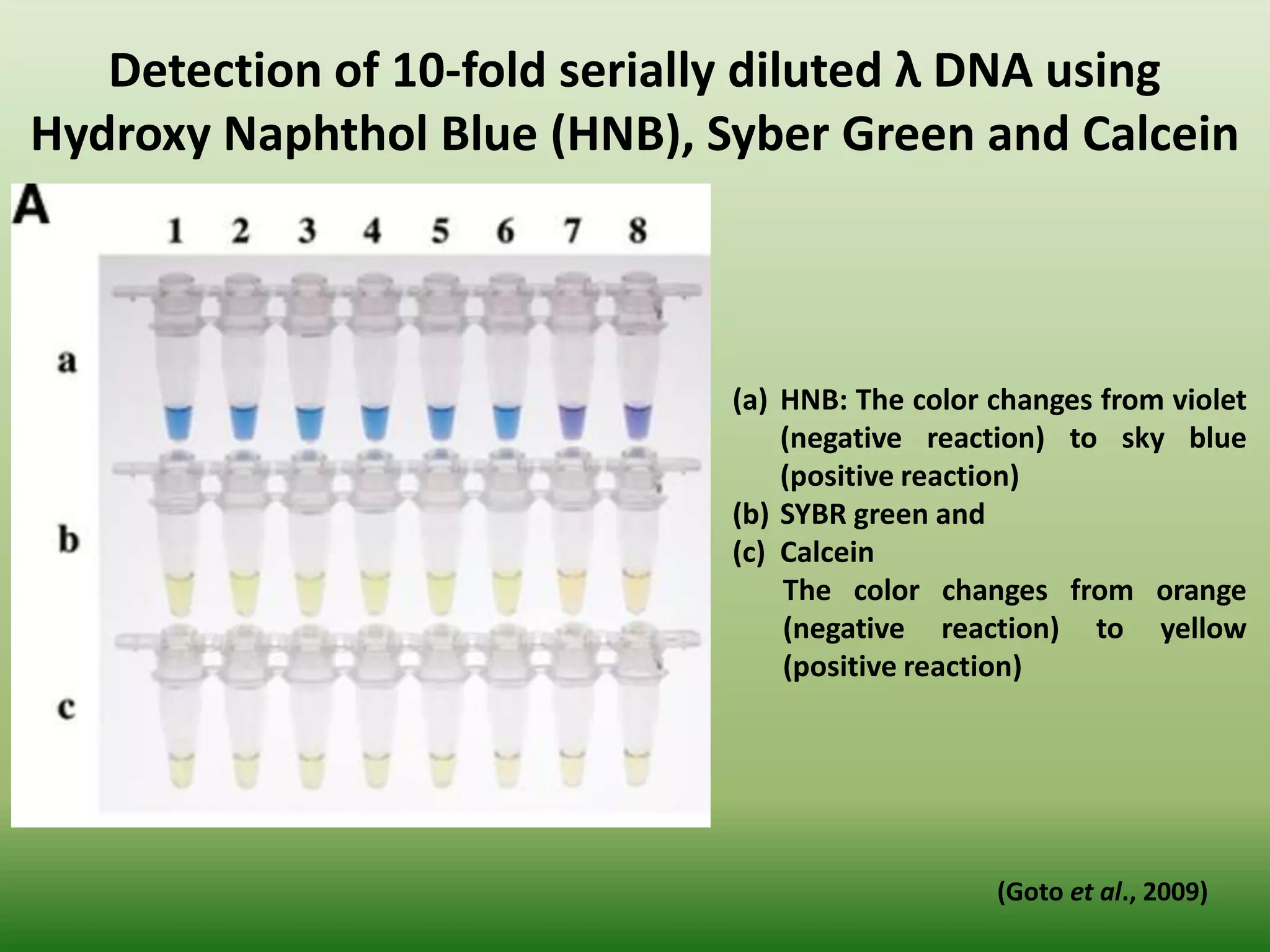 LAMP (Loop Mediated Isothermal Amplification) | PPTX