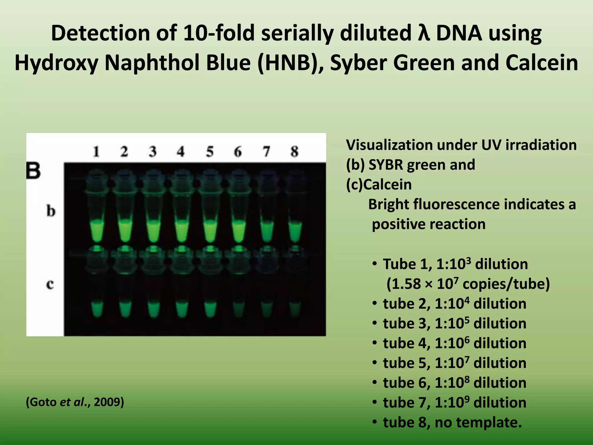 LAMP (Loop Mediated Isothermal Amplification) | PPTX