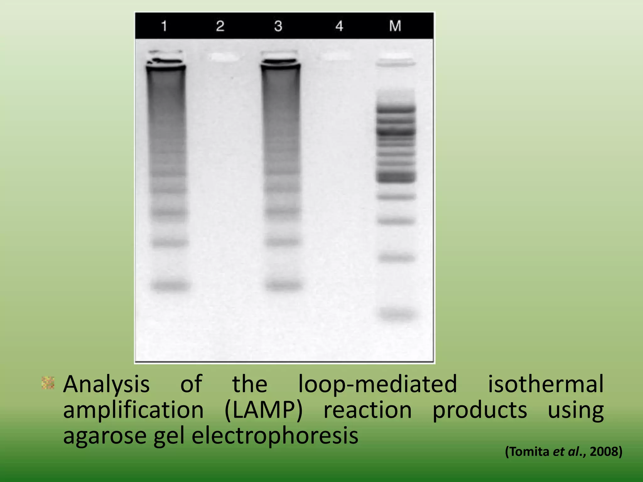 LAMP (Loop Mediated Isothermal Amplification) | PPTX | Infectious Diseases | Diseases and Conditions
