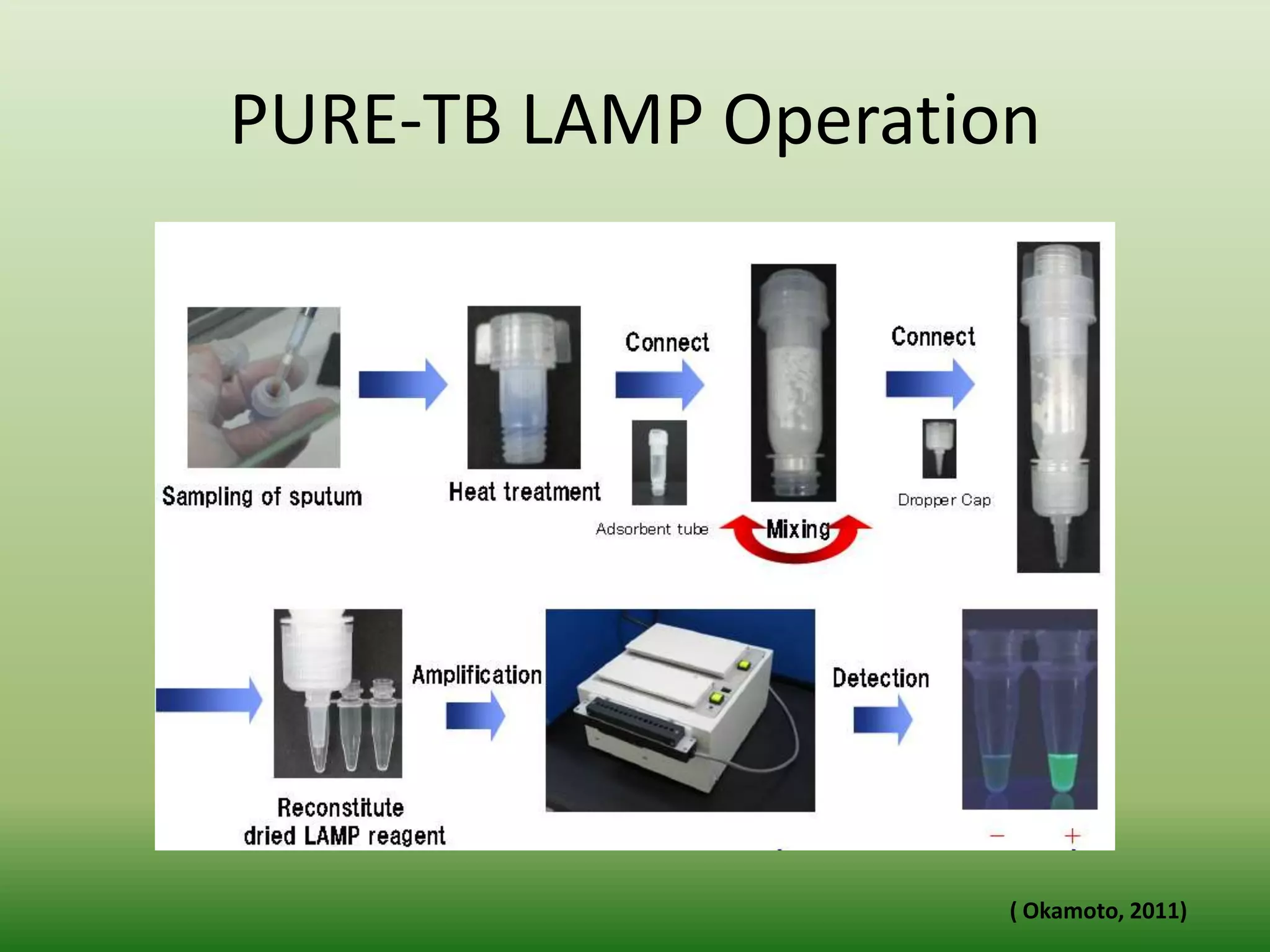 LAMP (Loop Mediated Isothermal Amplification) | PPTX