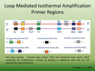 LAMP (Loop Mediated Isothermal Amplification) | PPTX
