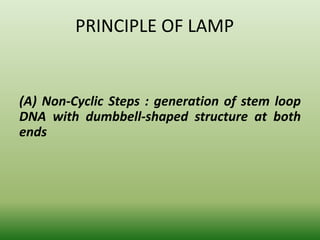 LAMP (Loop Mediated Isothermal Amplification) | PPTX
