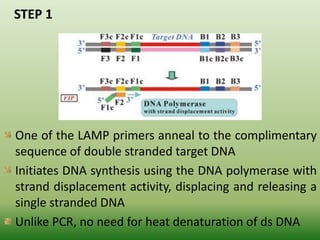 LAMP (Loop Mediated Isothermal Amplification) | PPTX