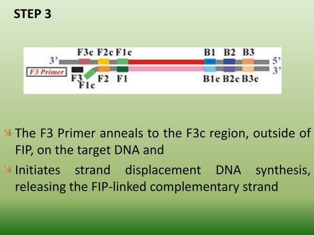 LAMP (Loop Mediated Isothermal Amplification) | PPTX | Infectious ...