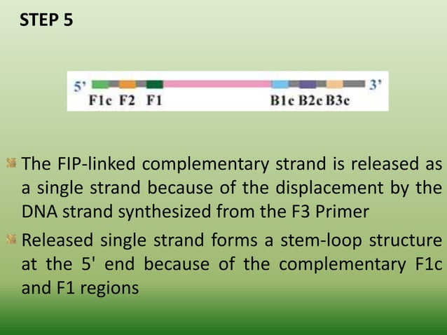 LAMP (Loop Mediated Isothermal Amplification) | PPTX | Infectious ...