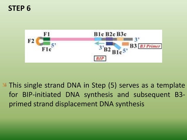 LAMP (Loop Mediated Isothermal Amplification) | PPTX | Infectious ...