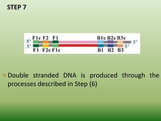 LAMP (Loop Mediated Isothermal Amplification) | PPTX