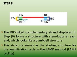 LAMP (Loop Mediated Isothermal Amplification) | PPTX