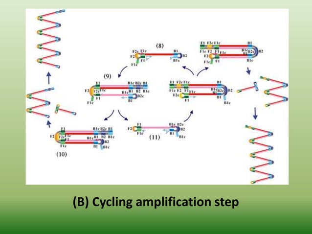LAMP (Loop Mediated Isothermal Amplification) | PPTX | Infectious ...