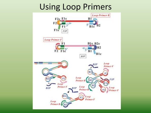 LAMP (Loop Mediated Isothermal Amplification) | PPTX | Infectious ...